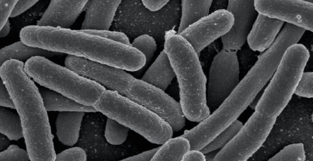 4e – micro-organismes (cours) – SVT-Beuve